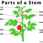Parts of a Tree and Their Functions | Science Facts
