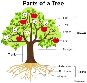 Plant Life Cycle: Stages and Diagram