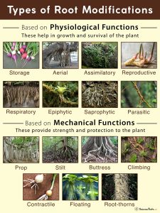 Types of Roots With Examples and Diagrams