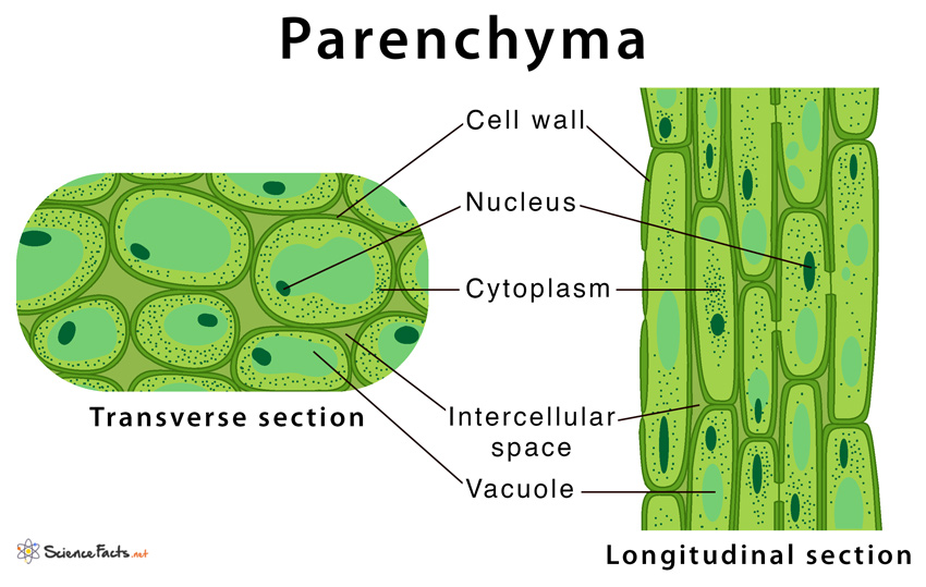 Parenchyma Definition Meaning Characteristics Functions Parenchyma Definition Meaning Characteristics Functions