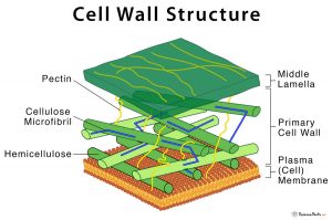 Cell Wall: Definition, Structure, & Functions with Diagram