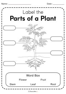 Free Printable Science Worksheets