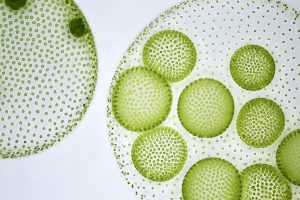 Volvox: Structure & Characteristics with Labeled Diagram