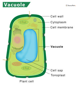Vacuole – Definition, Structure, & Functions with Diagram