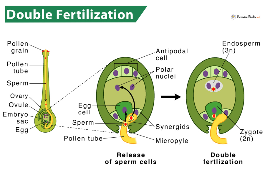 Double Fertilization Definition Steps Importance Diagram