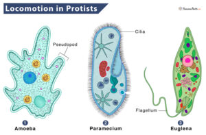 Protists: Definition, Types, Characteristics, and Examples