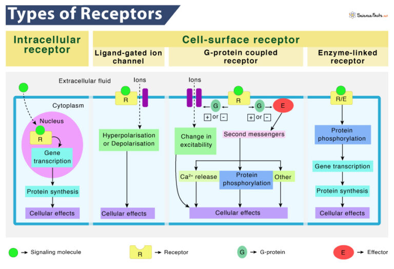 Different Types Of Cell Receptors