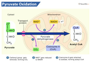 Pyruvate Oxidation - Definition, Location, Steps, Equation