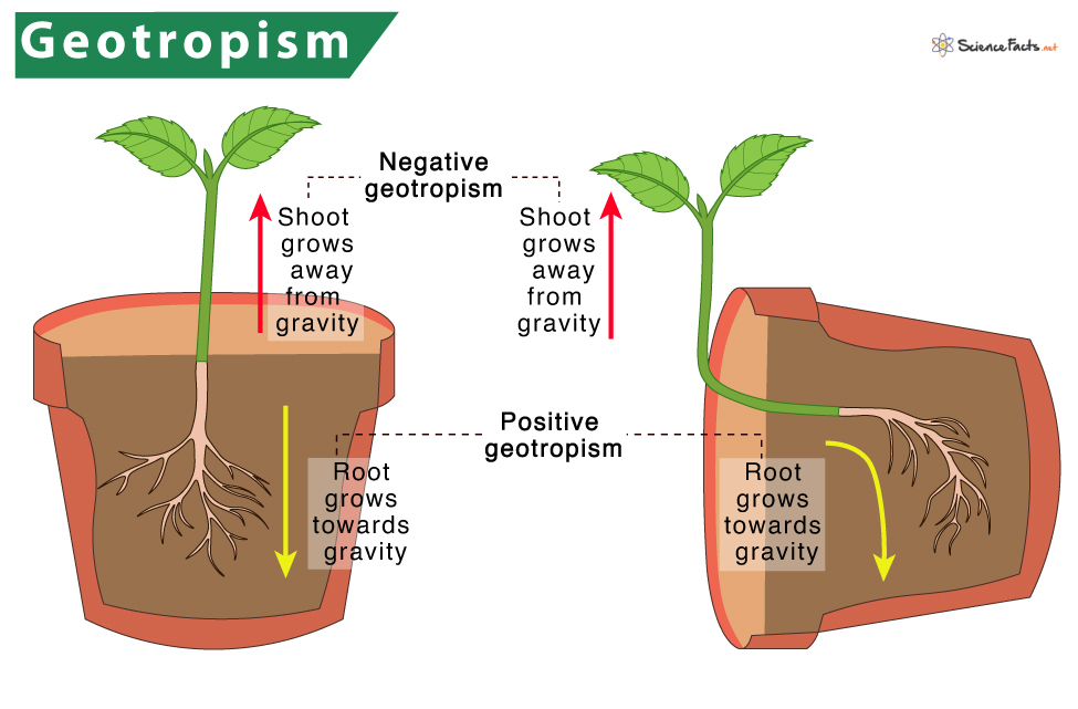 Geotropism Gravitropism Definition Meaning With Examples Geotropism Gravitropism Definition Meaning With Examples