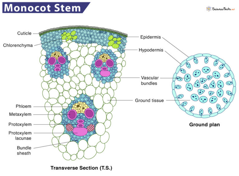 Monocot Vs Dicot Stem Differences Similarities Monocot Vs Dicot Stem Differences Similarities
