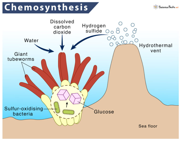 Chemosynthesis Definition Process Equation And Examples Chemosynthesis Definition Process Equation And Examples
