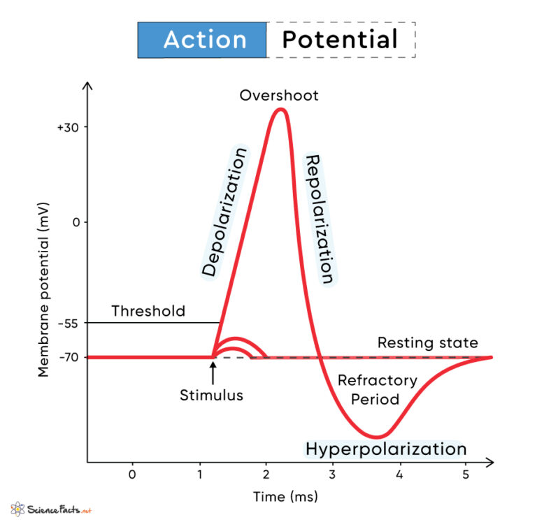 Action Potential – Definition, Phases, Examples, and Graph
