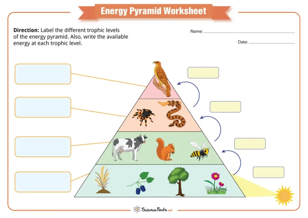 Ecological Pyramid Worksheet Free Printable Energy Pyramid Worksheets