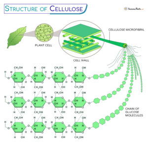 Cellulose - Definition, Formula, Structure, Functions, and Diagram