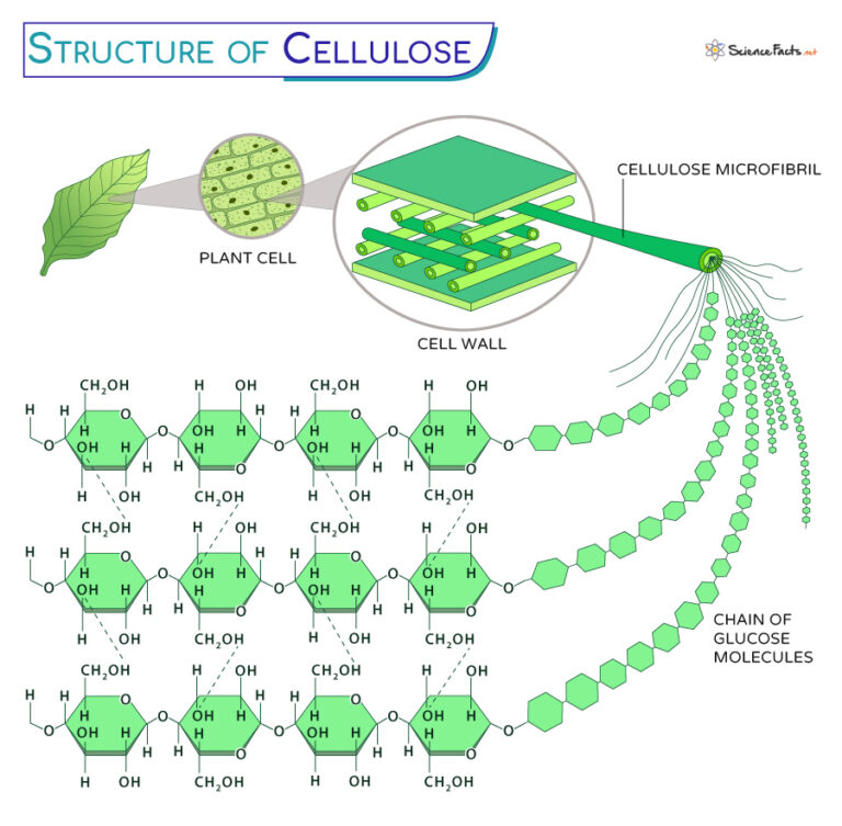 Cellulose Definition Formula Structure Functions And Diagram Cellulose Definition Formula Structure Functions And Diagram