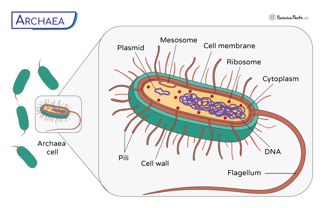 Archaea Definition Examples Characteristics And Diagram