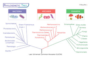 Phylogenetic Tree - Definition, Parts, Types, Examples, and Diagrams