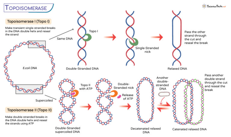 Topoisomerase – Definition, Types, Structure, and Functions