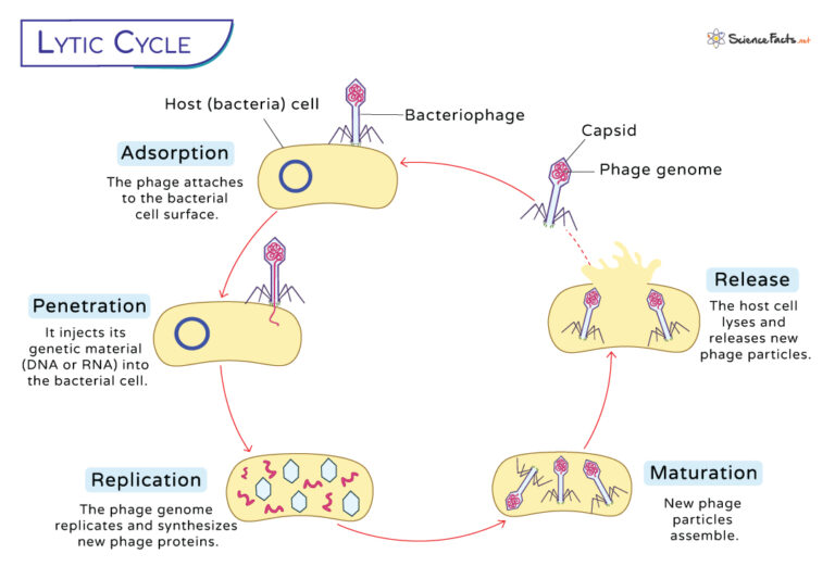 Lytic Cycle Definition Steps And Diagram Lytic Cycle Definition Steps And Diagram