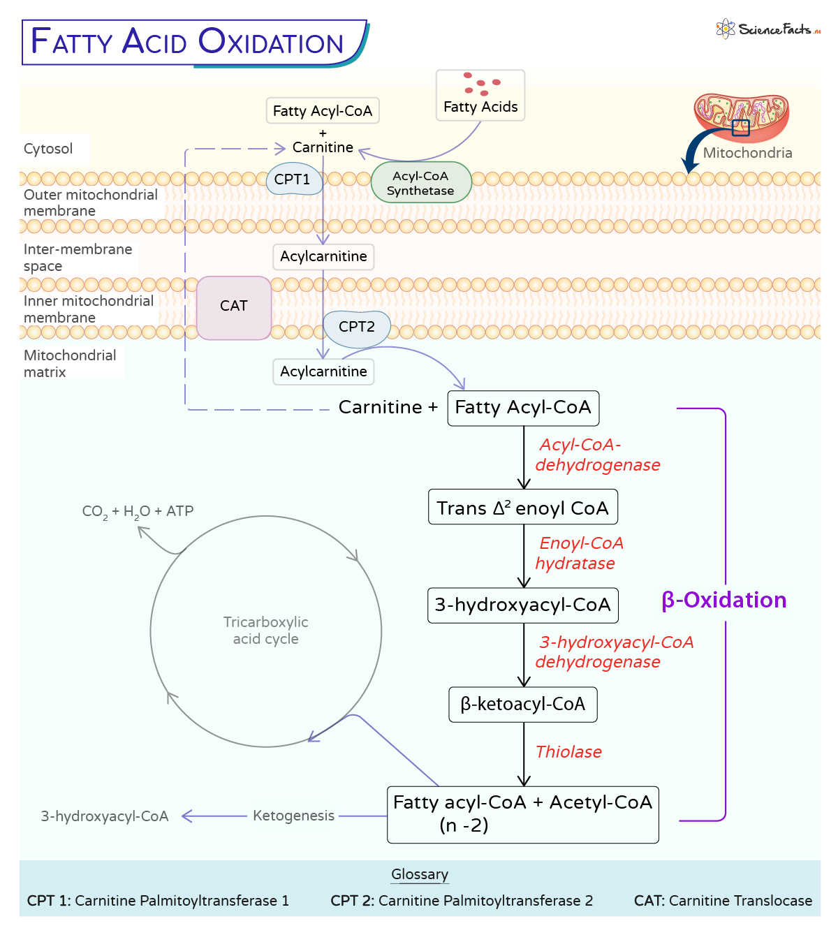 Beta Oxidation Cycle Advanced Biochemistry Beta Oxidation Of Fatty Beta Oxidation Cycle Advanced Biochemistry Beta Oxidation Of Fatty