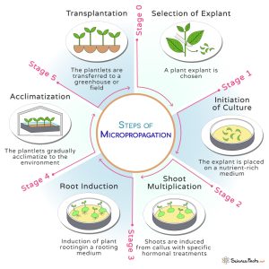 Micropropagation - Definition, Steps, Advantages, and Diagram
